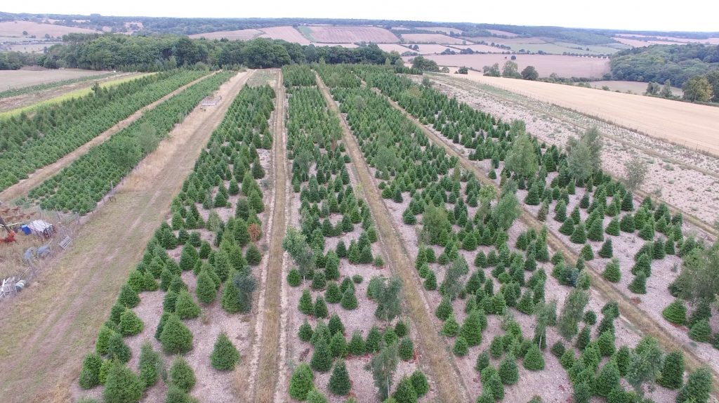 Choosing the Perfect Christmas Tree - Real Christmas Tree Farm
