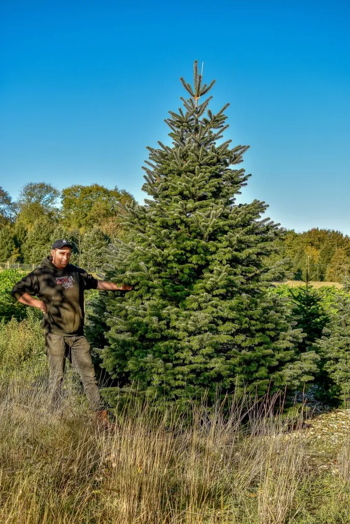 The UK's Real Christmas Tree Shop | Real Christmas Tree Farm