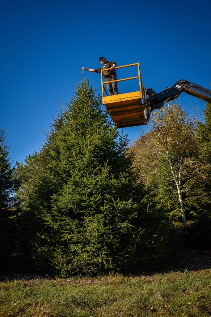 Setting Up Giant Christmas Trees Real Christmas Tree Farm